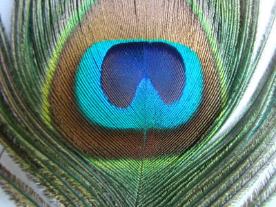 Peacock Wing - Free Downloads and Add-ons for Photoshop