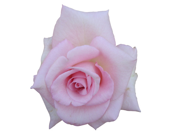 Pink rose - Free PSD - Free Downloads and Add-ons for Photoshop